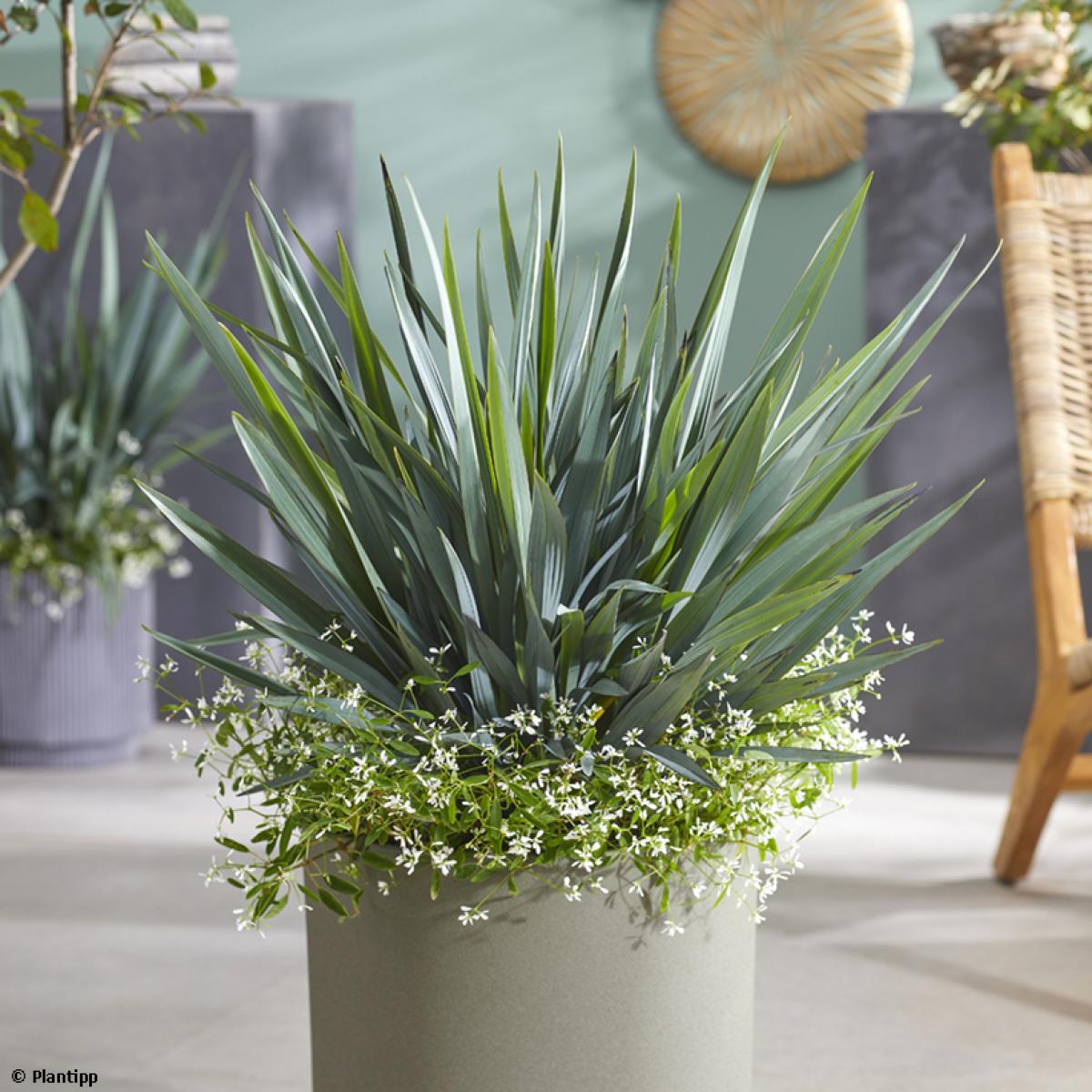 Dianella revoluta Blue Stream - Une vivace australe en touffe dressée bleutée