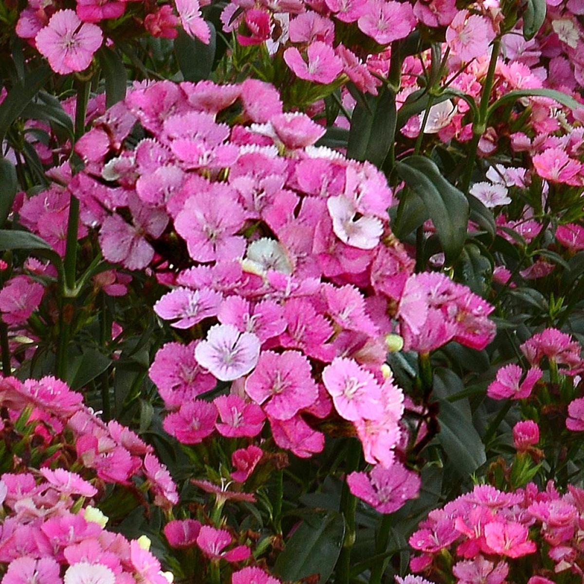 Œillet de poète Jolt Pink Magic - Dianthus barbatus à fleurs ...