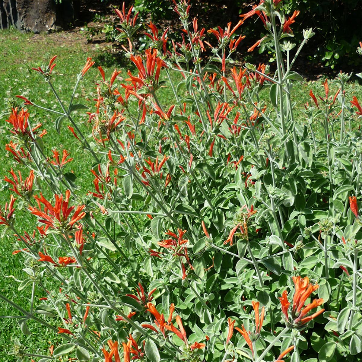 Dicliptera suberecta ou squarrosa - Justicia ou Jacobinia suberecta - Vivace arbustive de ...