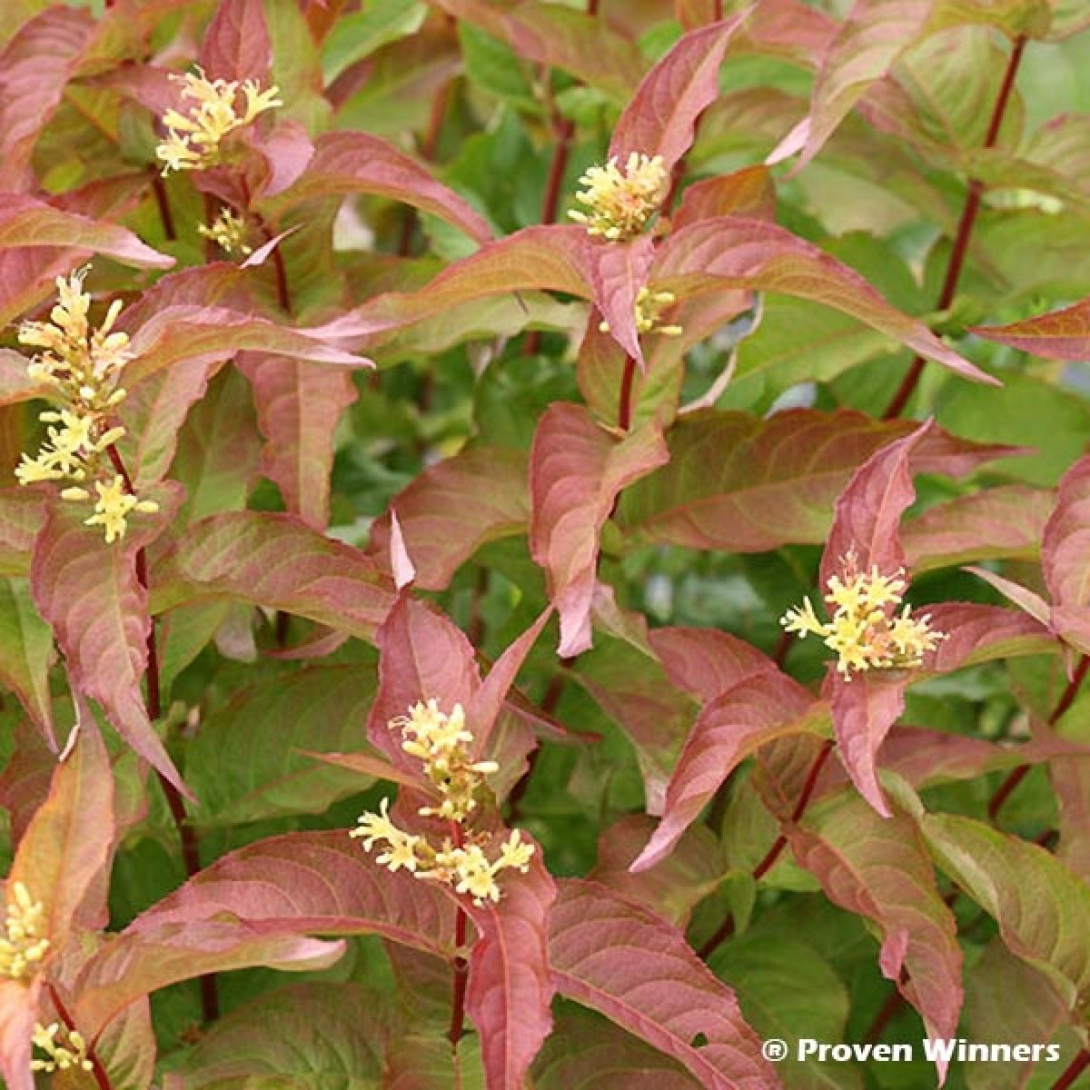 Diervilla Kodiak Red - Diervillé à feuillage rouge au printemps et à l ...