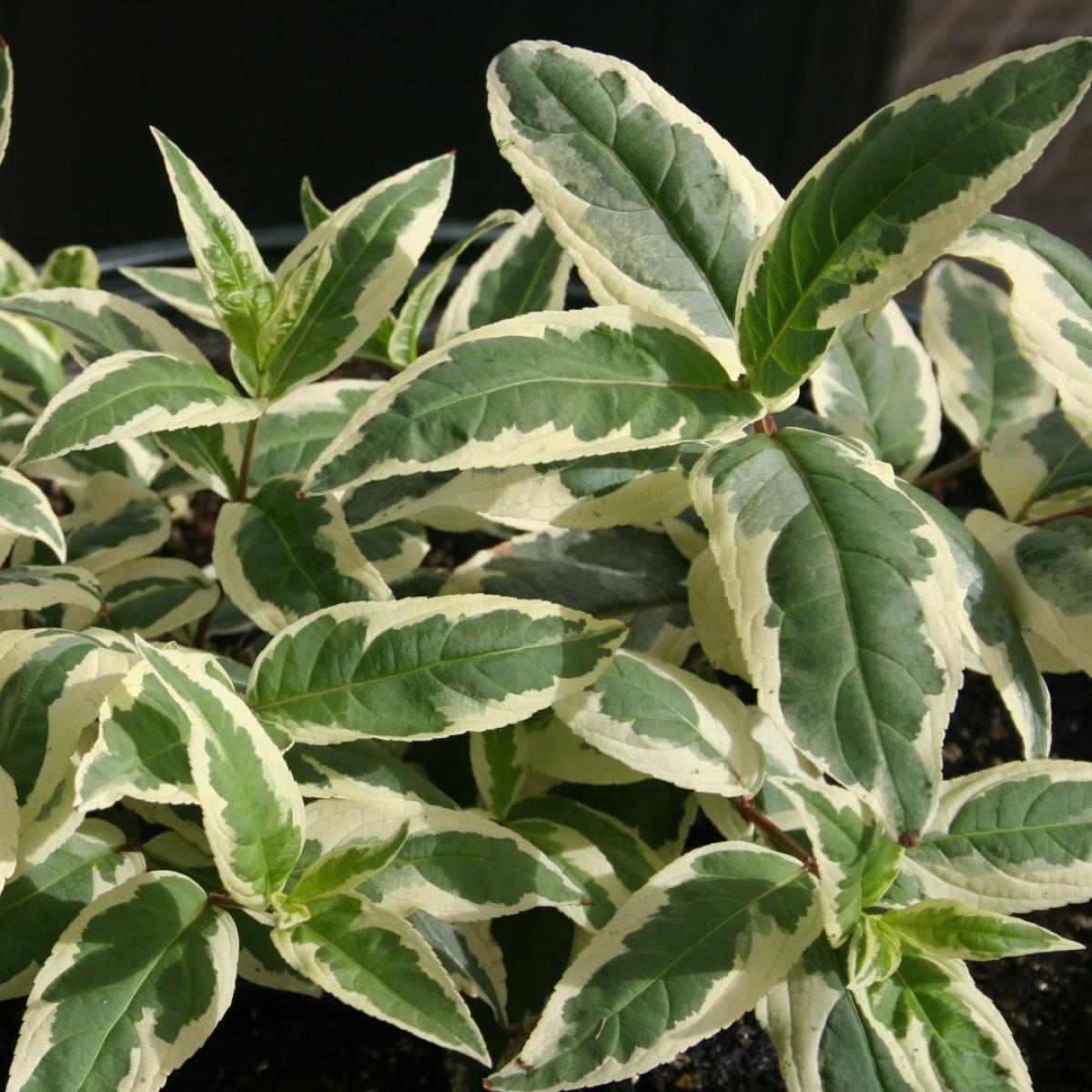 Diervilla sessilifolia Cool Splash - Arbuste panaché compact pour mi-ombre