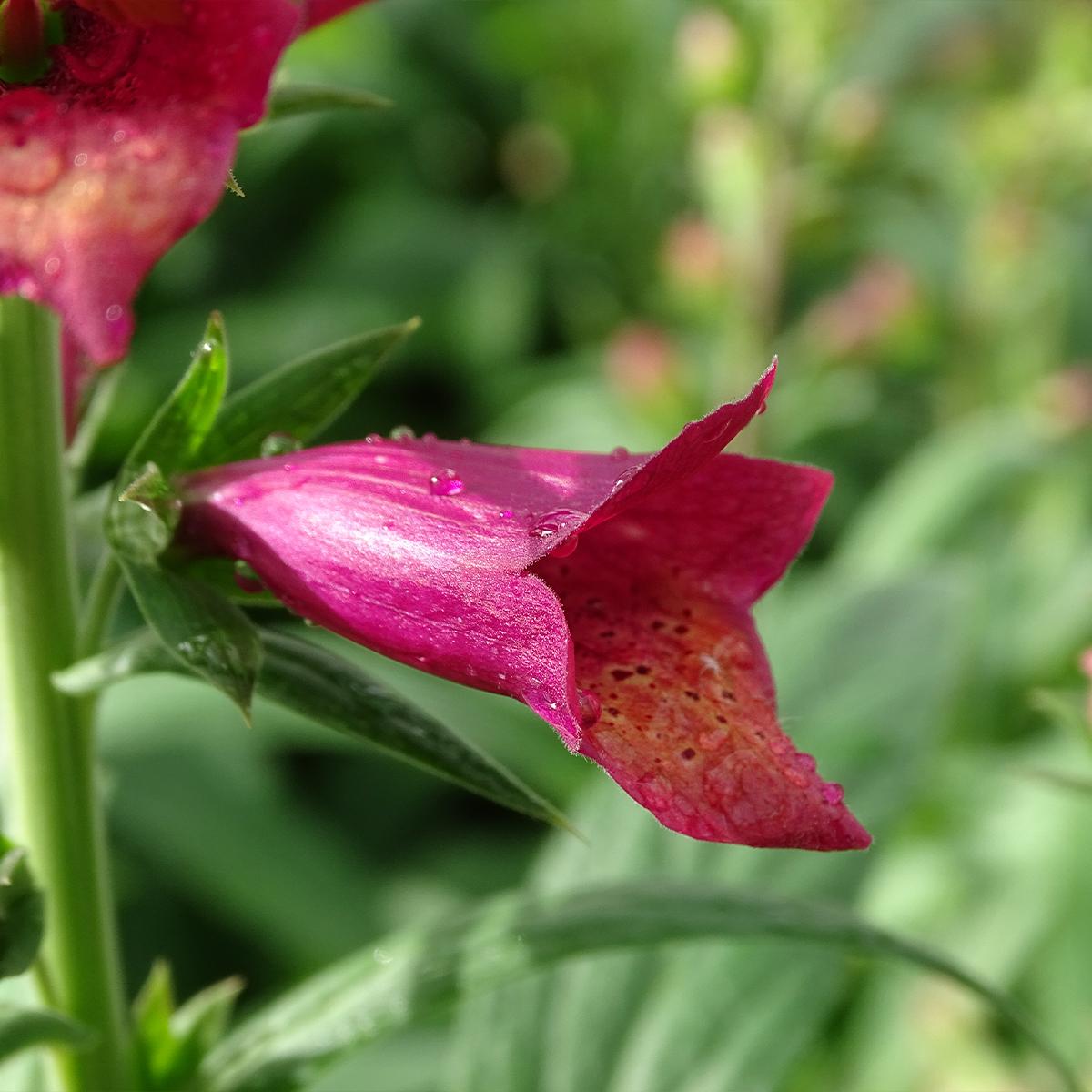 Digiplexis Illumination Raspberry - Digitalis hybride - Superbe hybride ...