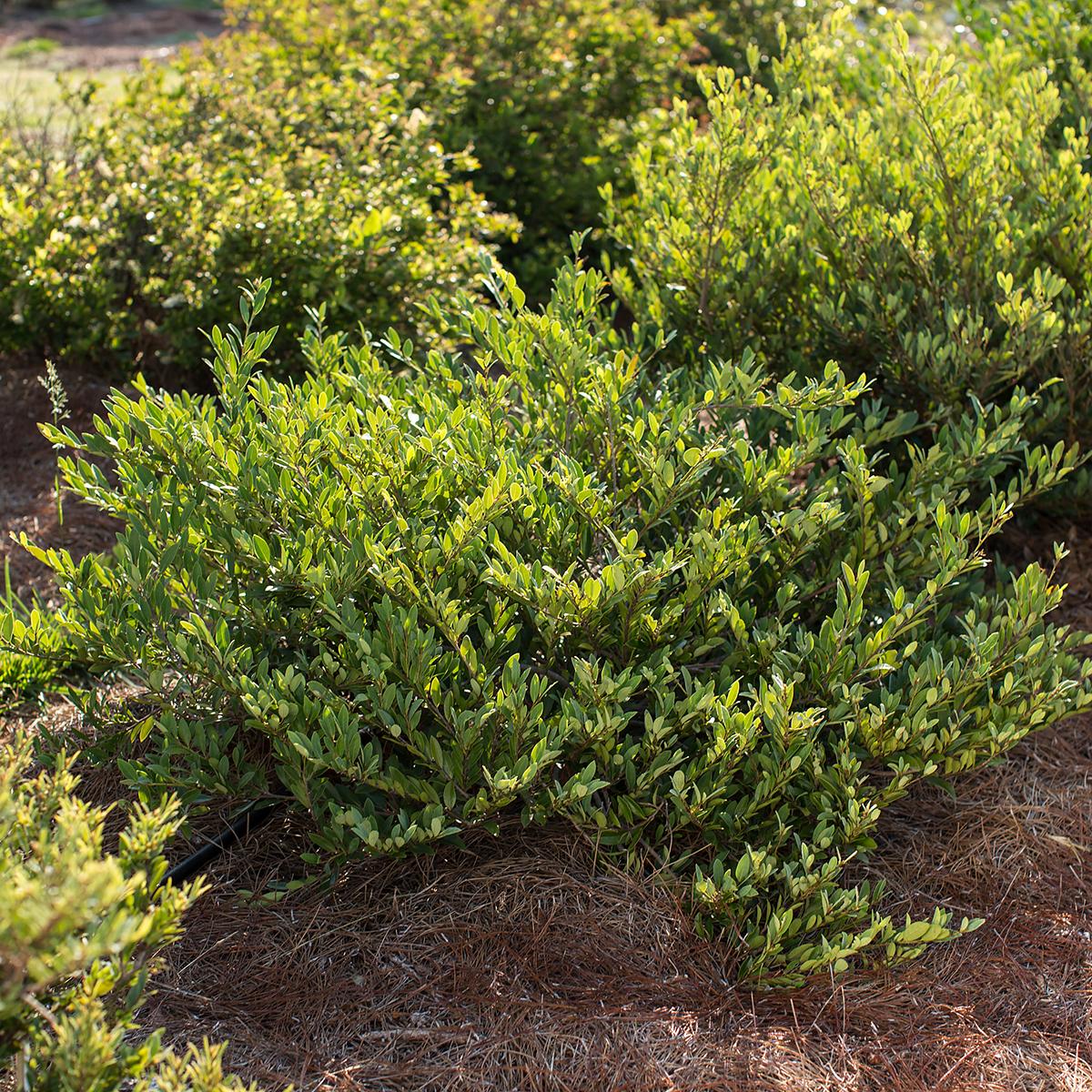 Distylium Cinnamon Girl - Arbuste compact à feuillage persistant décoratif