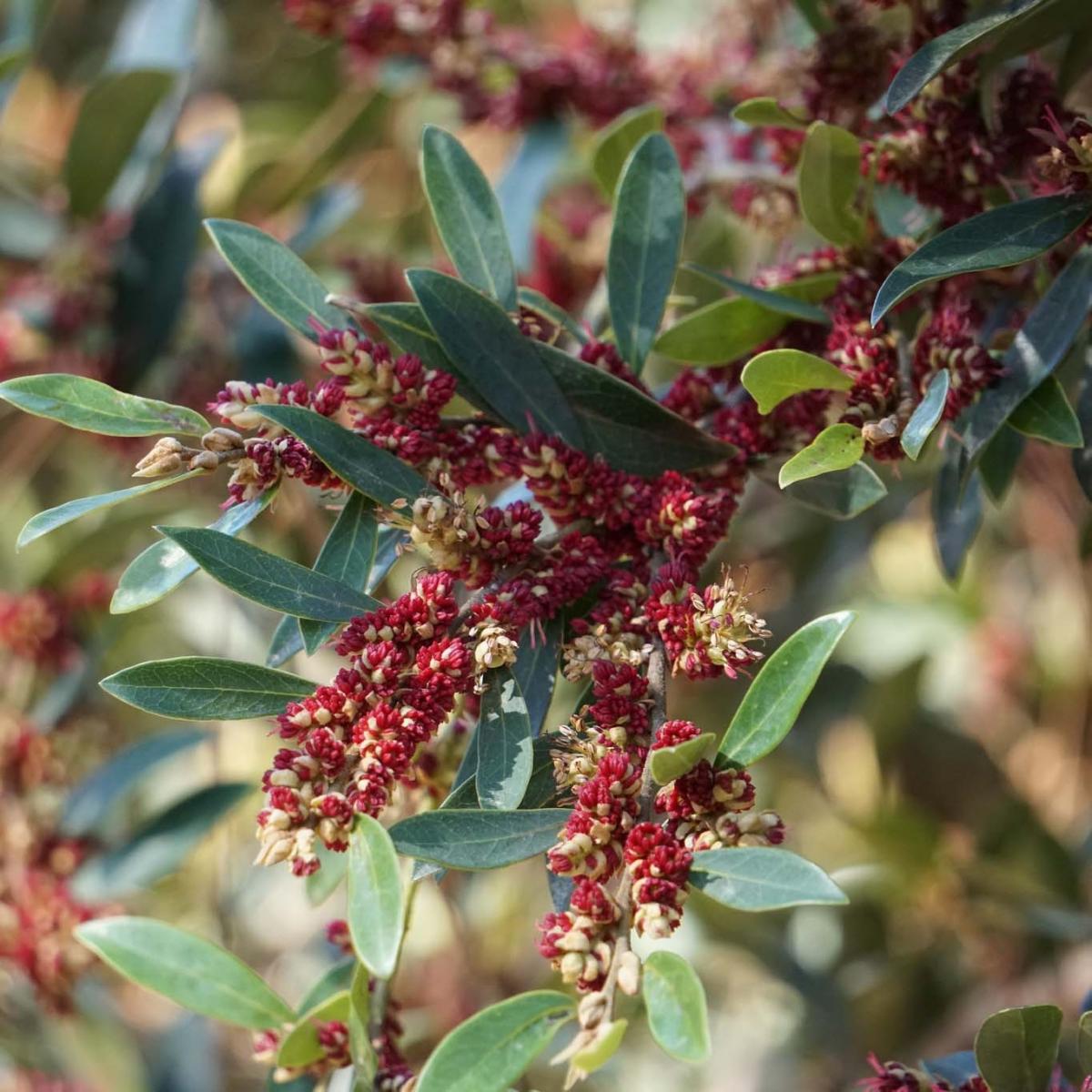 Distylium Vintage Jade - Arbuste persistant étalé compact au feuillage ...