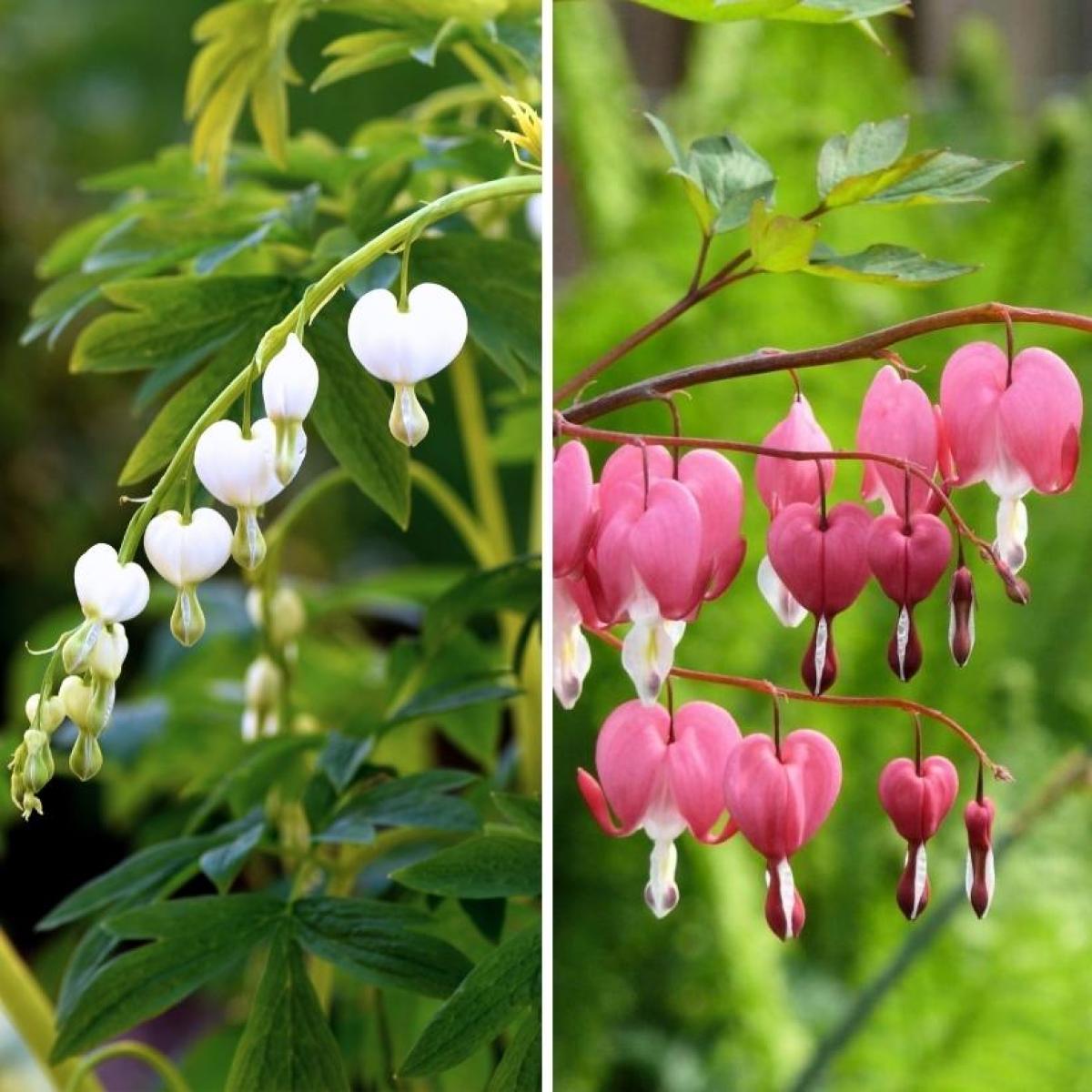 Duo Coeurs de Marie rose et blanc - Dicentra spectabilis pour les ...