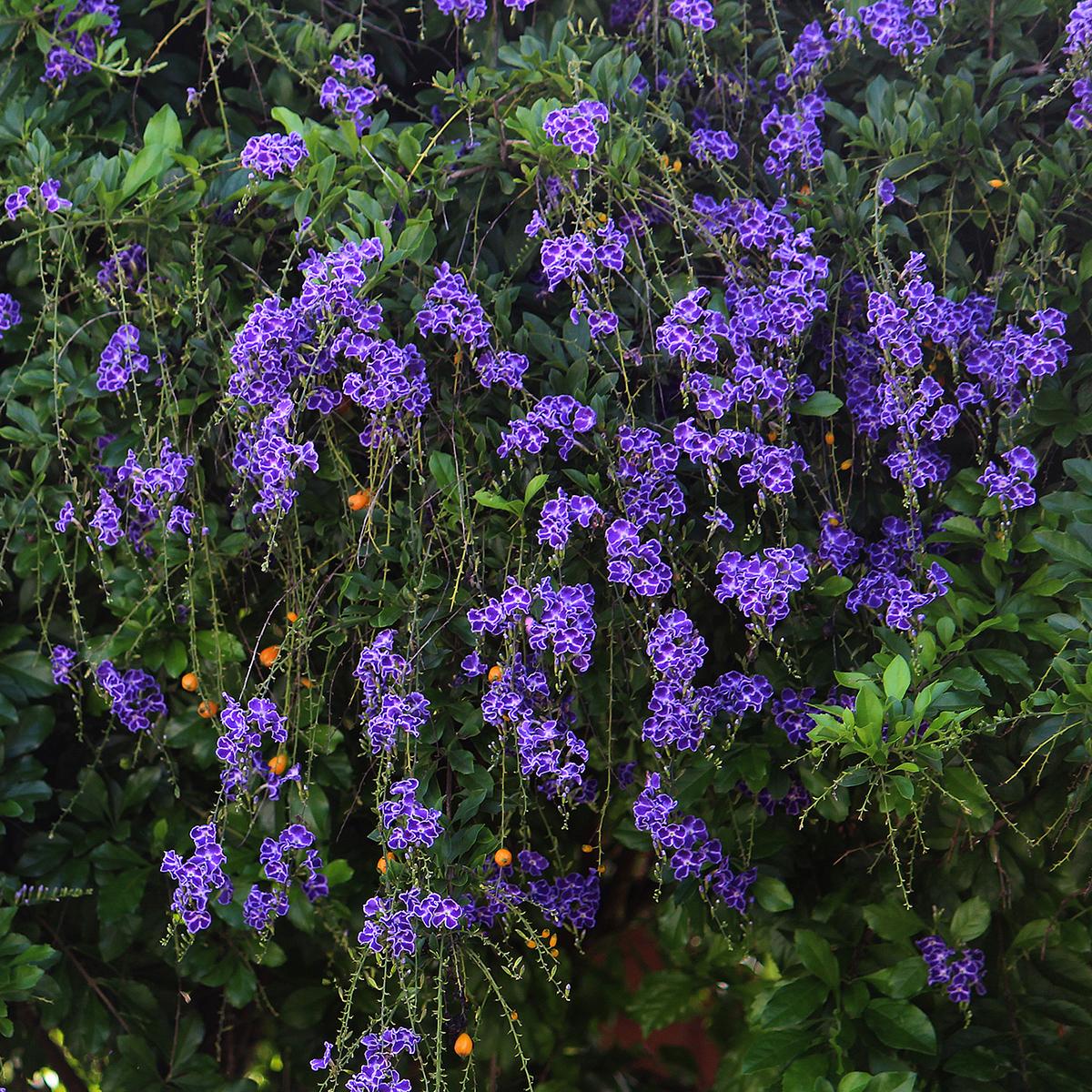 Vanillier de Cayenne - Duranta repens ou erecta - Arbuste de climat ...