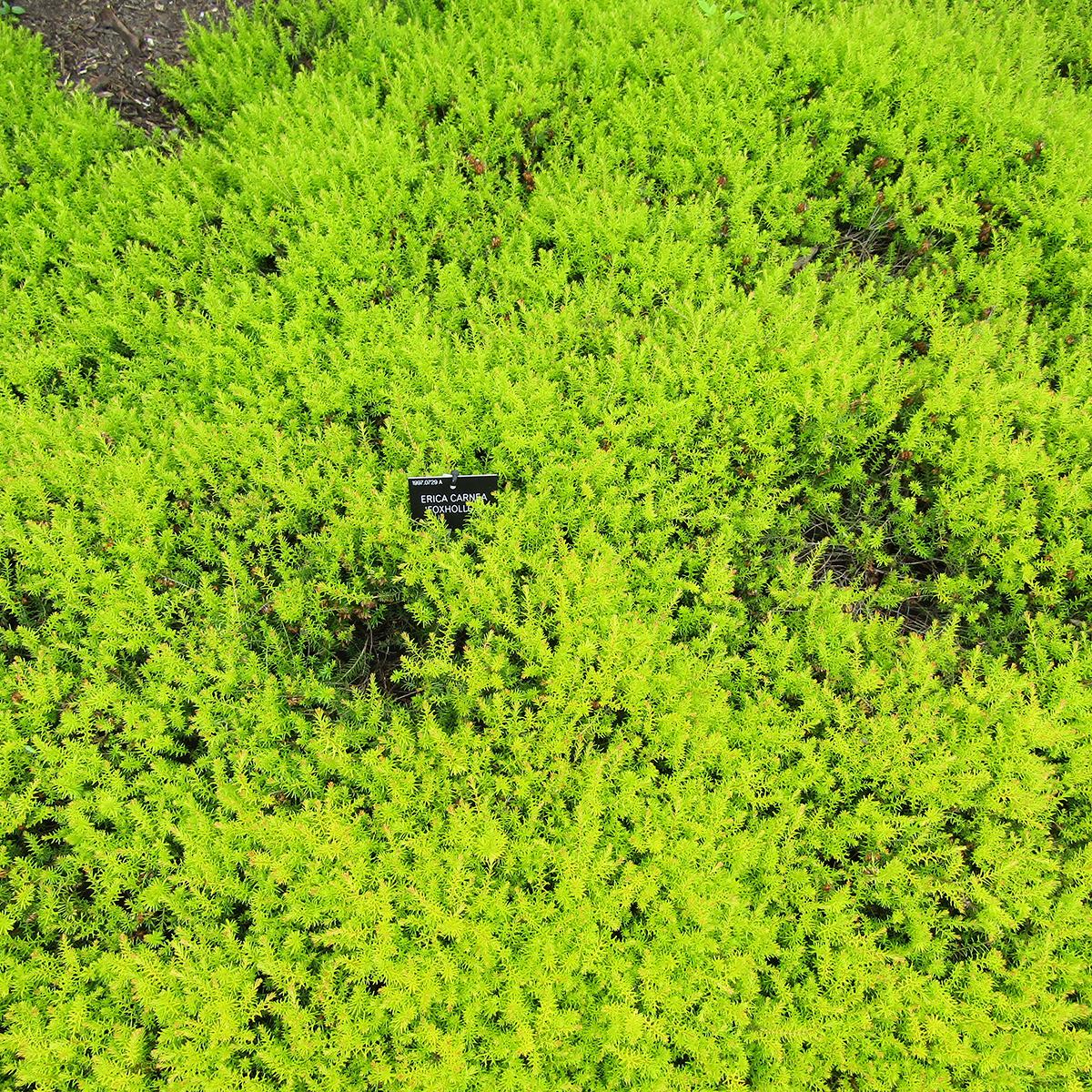 Erica carnea Foxhollow - Bruyère des neiges à feuillage doré et ...