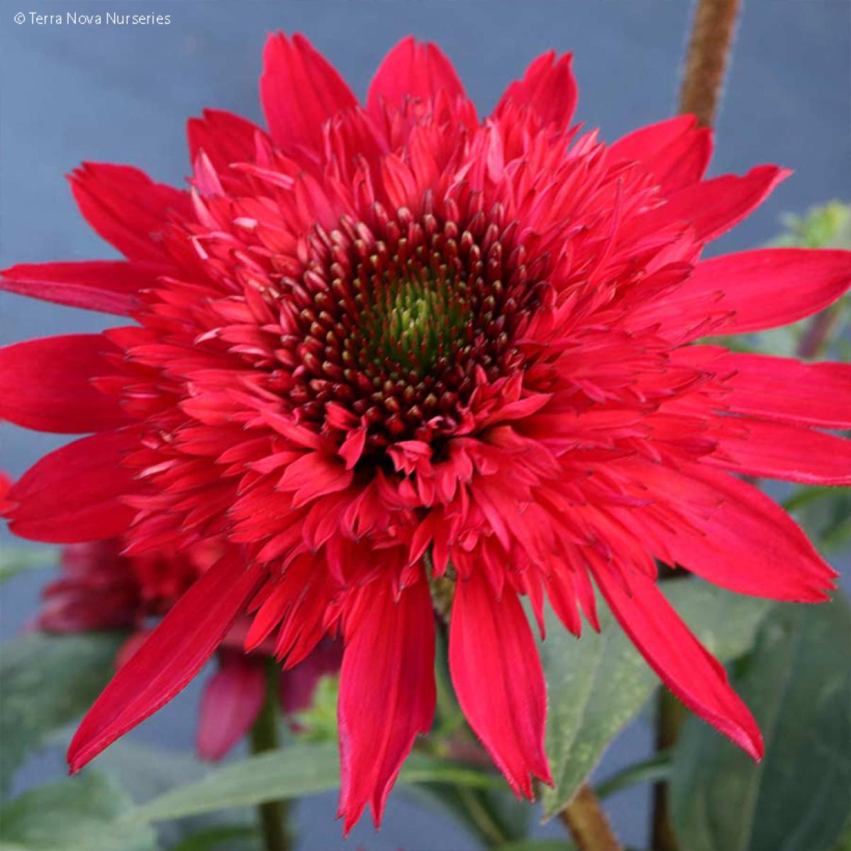 Echinacea Sunny Days Ruby - Echinacée compacte aux fleurs doubles rouges