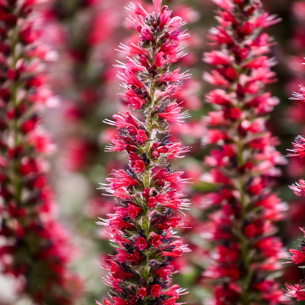 Echium amoenum Red Feathers - Vipérine iranienne aux grands épis rouges ...