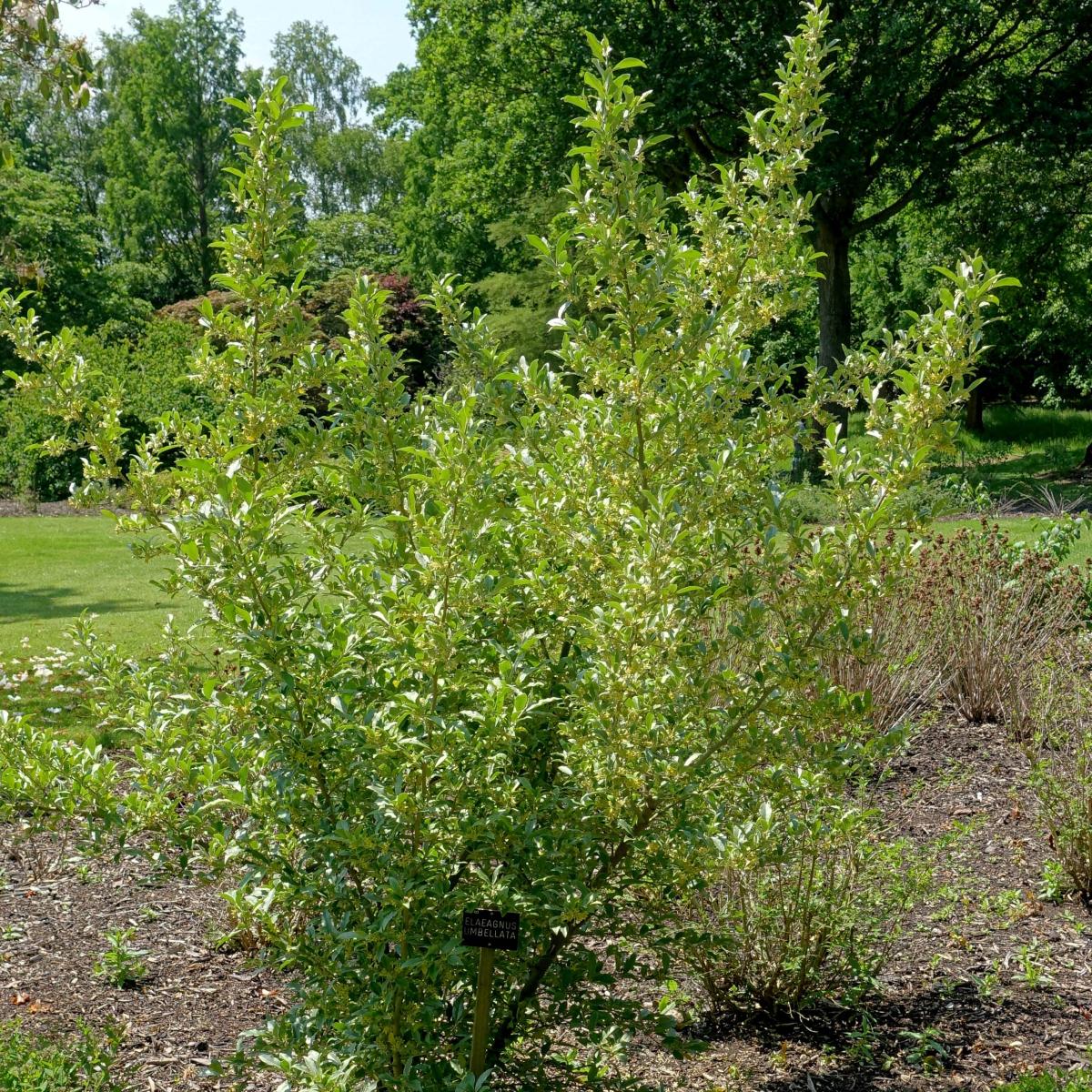 Elaeagnus umbellata - Chalef d'automne caduc à floraison parfumée