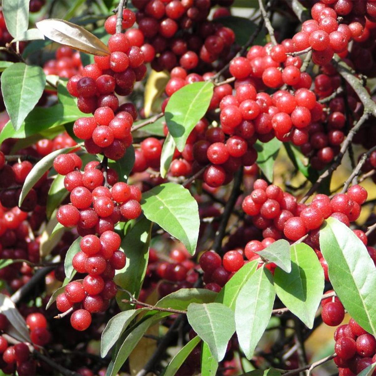Elaeagnus umbellata Amoroso - Chalef à baies de goumi rouge - Goumi du ...