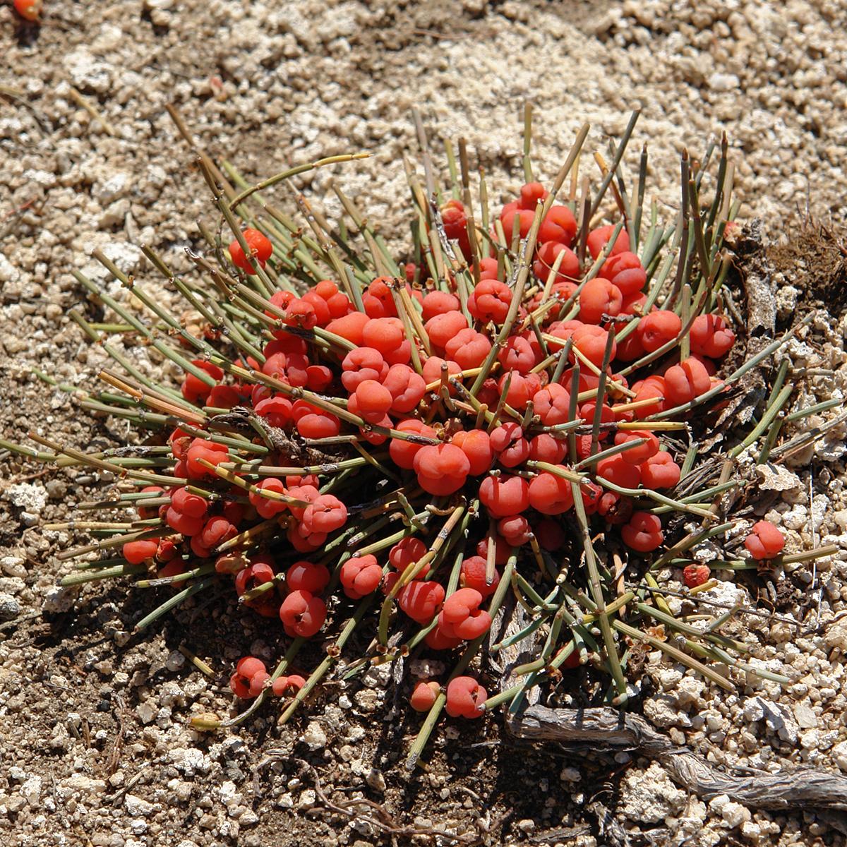 Ephedra minima ou monosperma - une curieuse vivace gazonnante à fruits ...