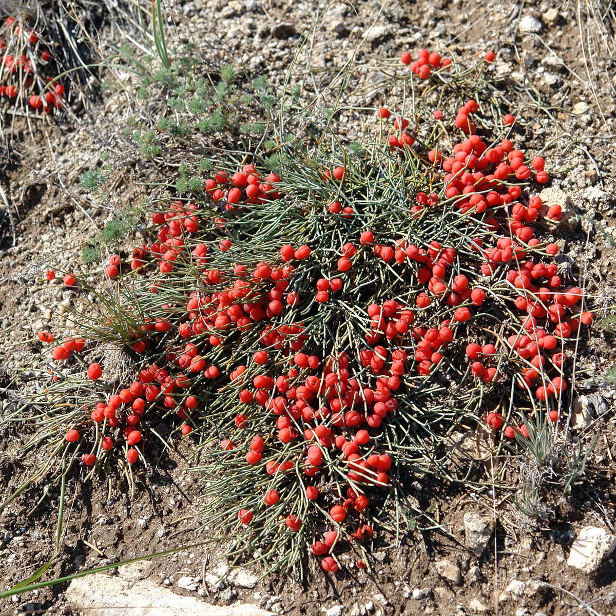 Ephedra minima ou monosperma - une curieuse vivace gazonnante à fruits ...