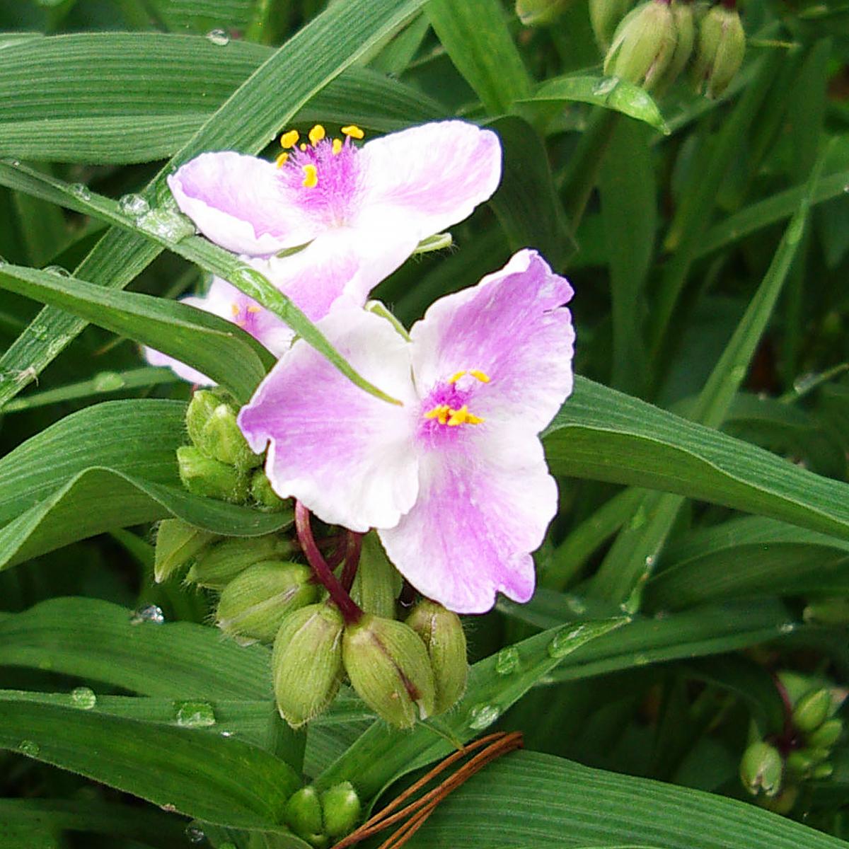 Tradescantia andersoniana Pink Chablis - Éphémère de Virginie à fleurs ...