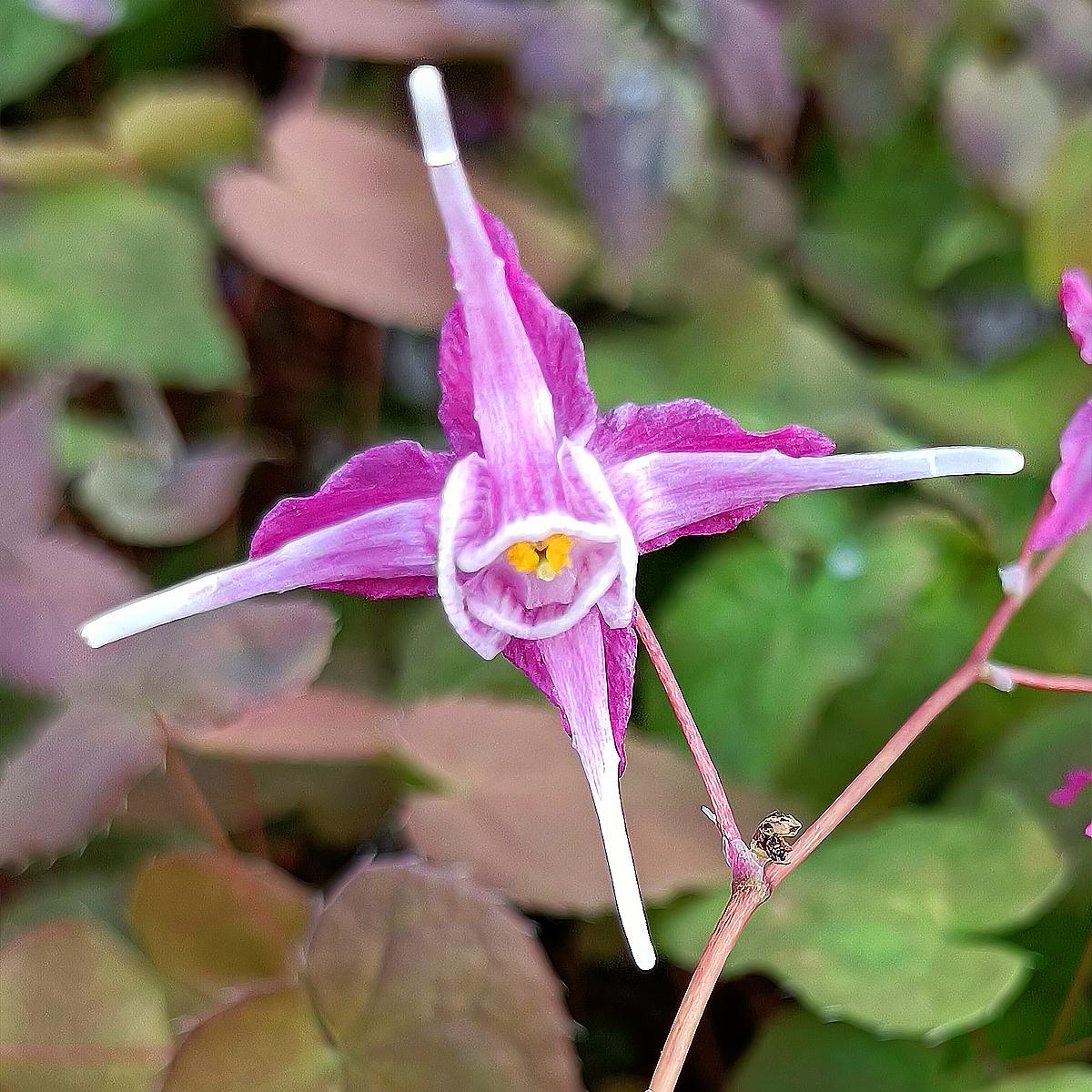 Epimedium grandiflorum Purple Pixie - Fleur des Elfes à grandes fleurs rose pourpré vif.