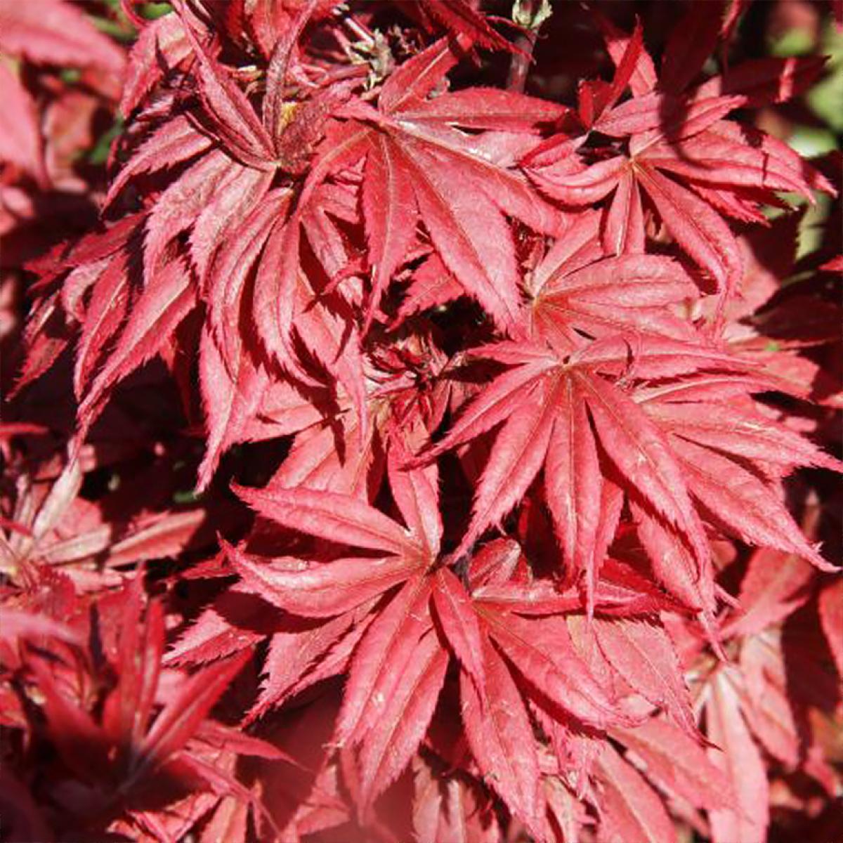 Acer palmatum Brandt’s Dwarf - Erable du Japon nain au feuillage pourpre