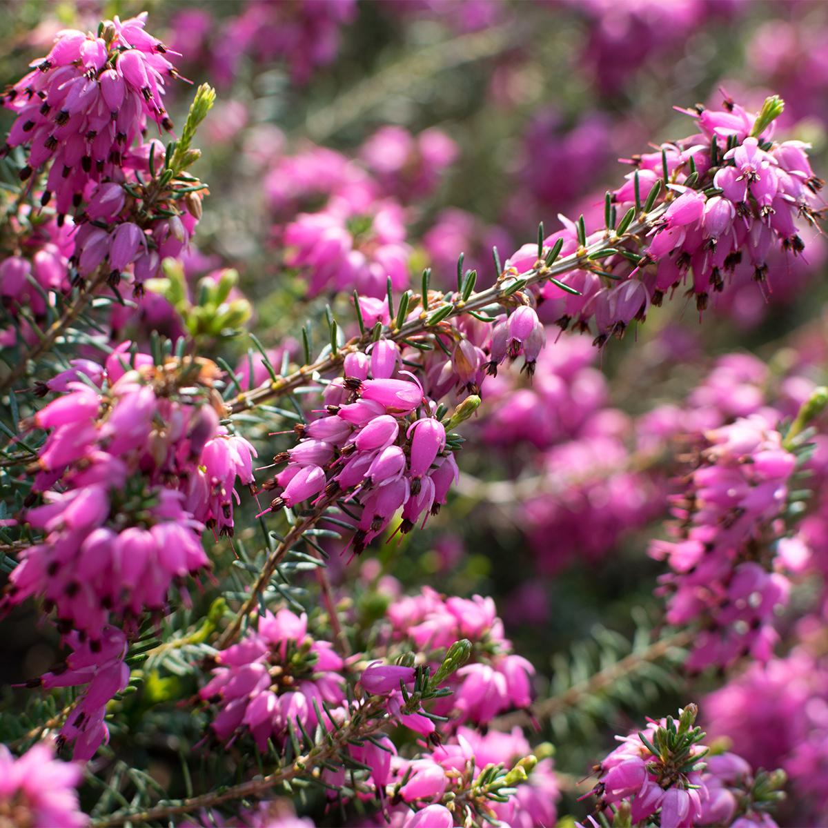 Erica carnea Myreton Ruby - Bruyère des neiges à fleurs rose violacé foncé