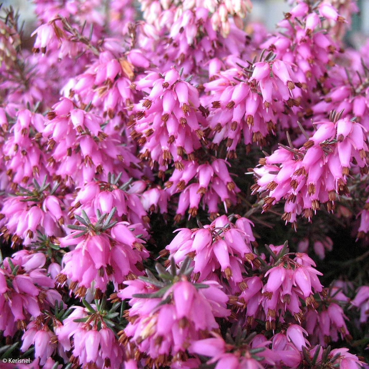Erica carnea Rosalie - Bruyère des neiges à feuillage vert bronze et ...
