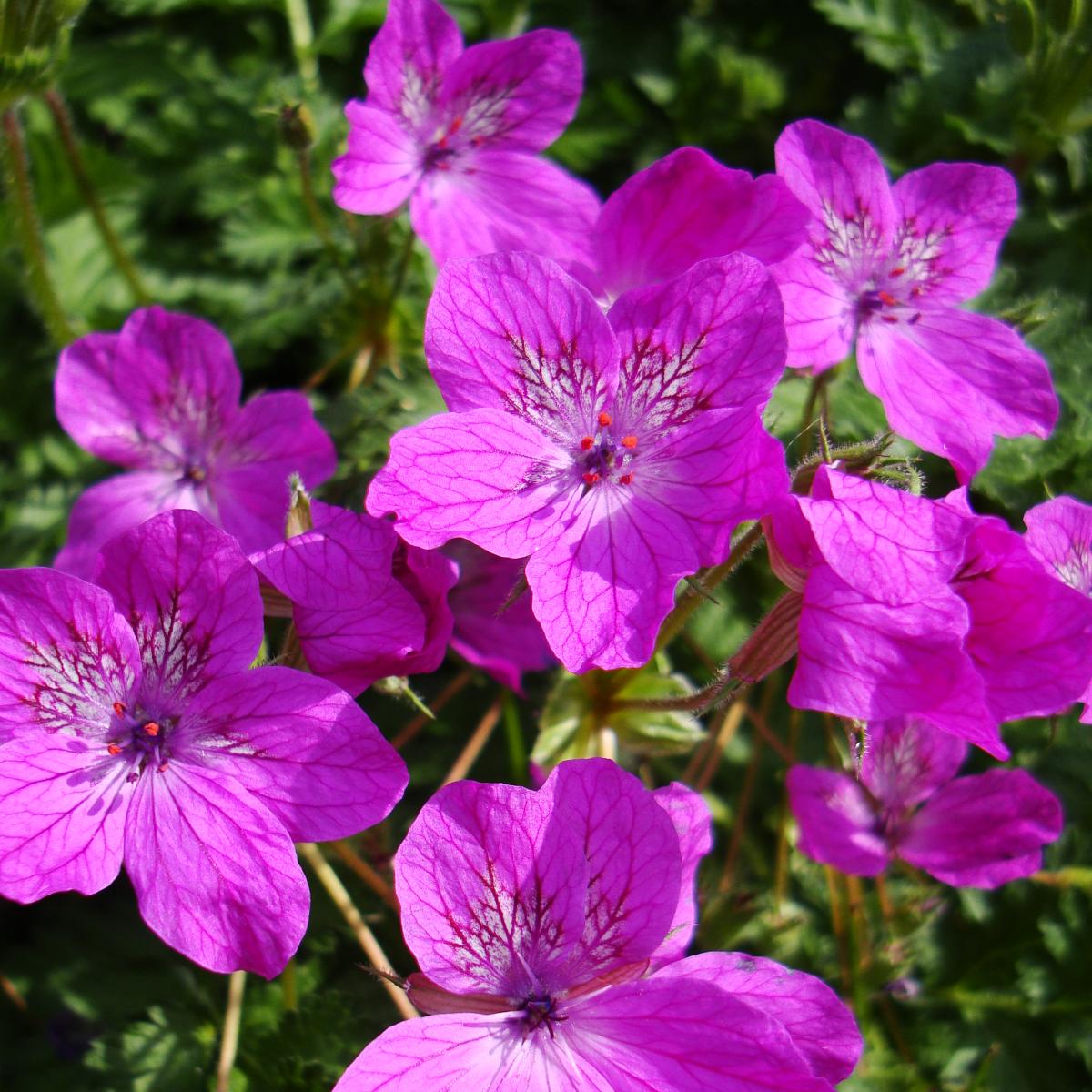 Erodium manescavii - Une vivace proche du Géranium vivace, à fleurs roses