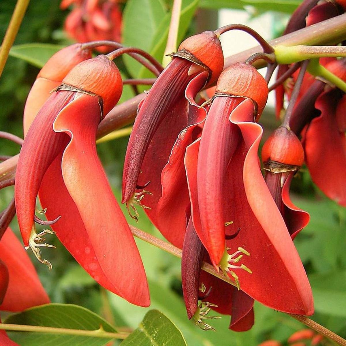 Erythrina crista galli - Erythrine Crête-de-coq – Floraison rouge corail