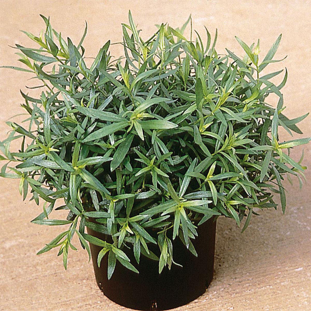 Estragon vrai en plants - Artemisia Dracunculus