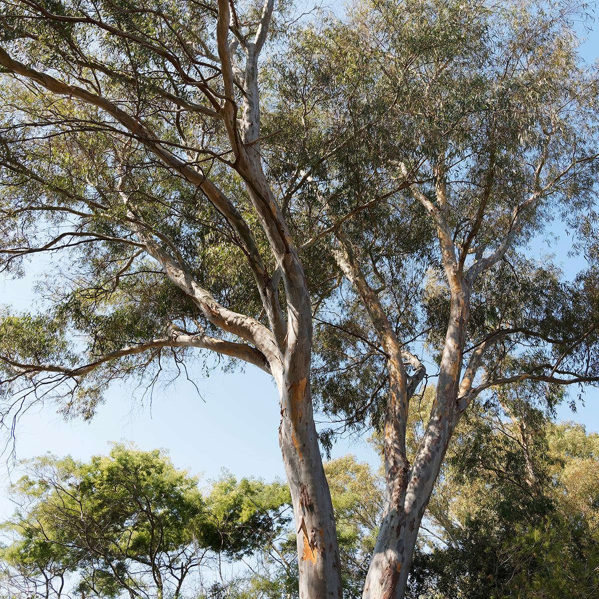 Eucalyptus globulus - Gommier bleu, grand arbre persistant pour climat doux