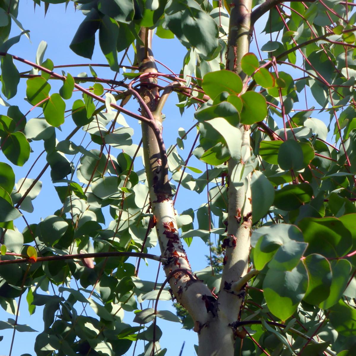 Eucalyptus rubida - Bel Eucalyptus rustique à port arrondi et écorce ...