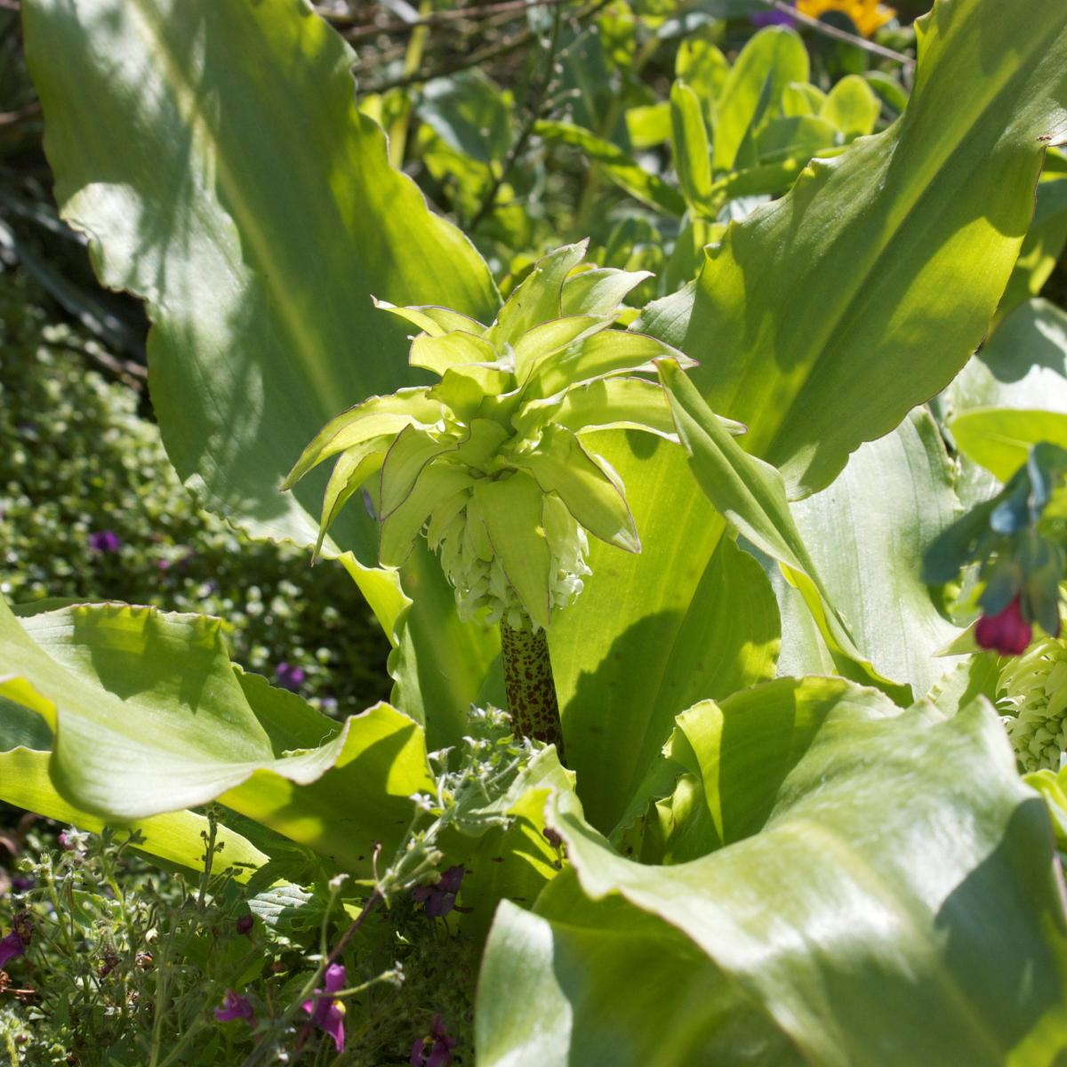 Eucomis autumnalis - Eucomide