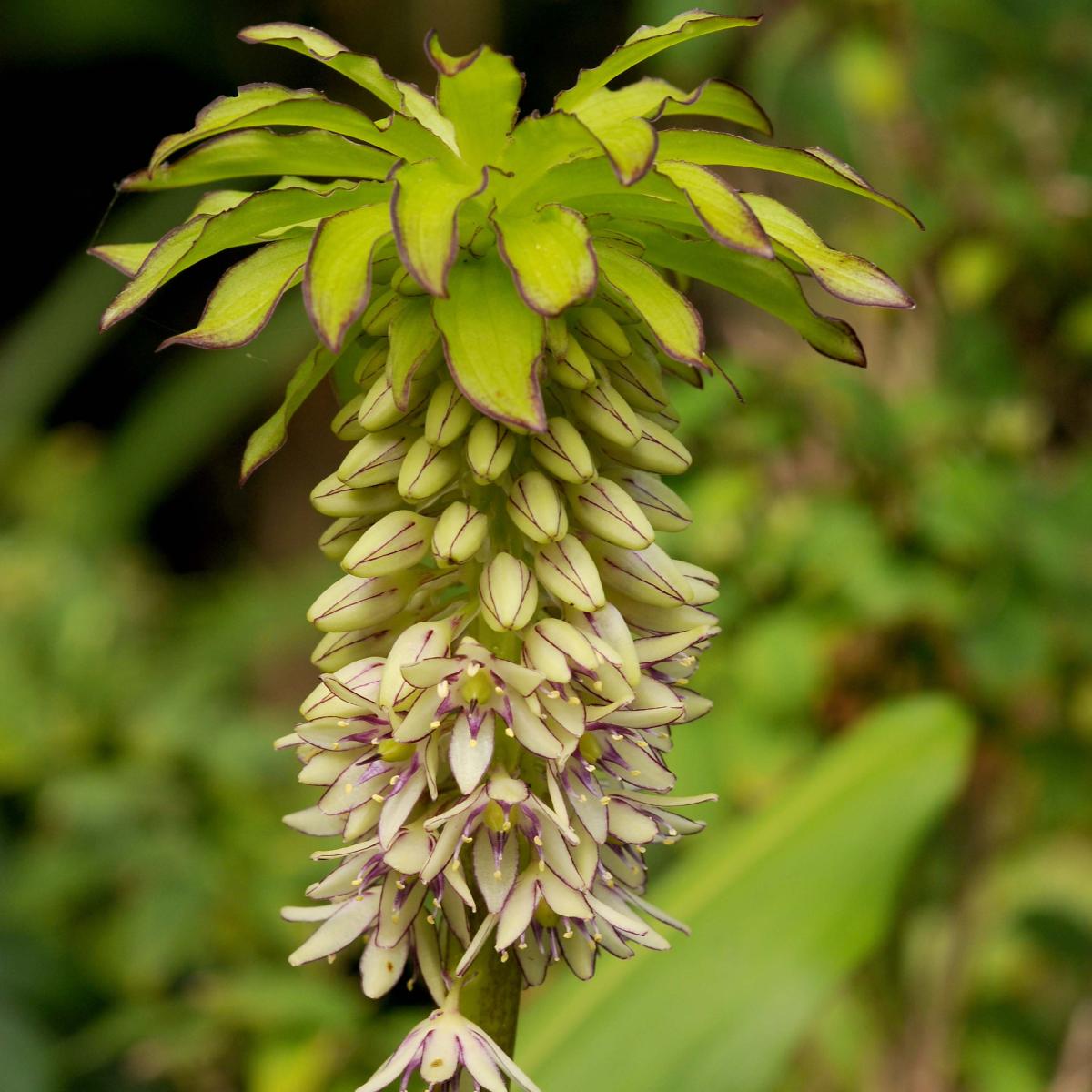 Eucomis bicolor - Eucomide - Fleur-ananas- Bulbeuse originale à fleurs ...
