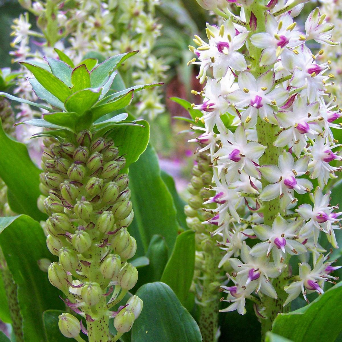 Eucomis bicolor - Eucomide - Fleur-ananas- Bulbeuse originale à fleurs ...
