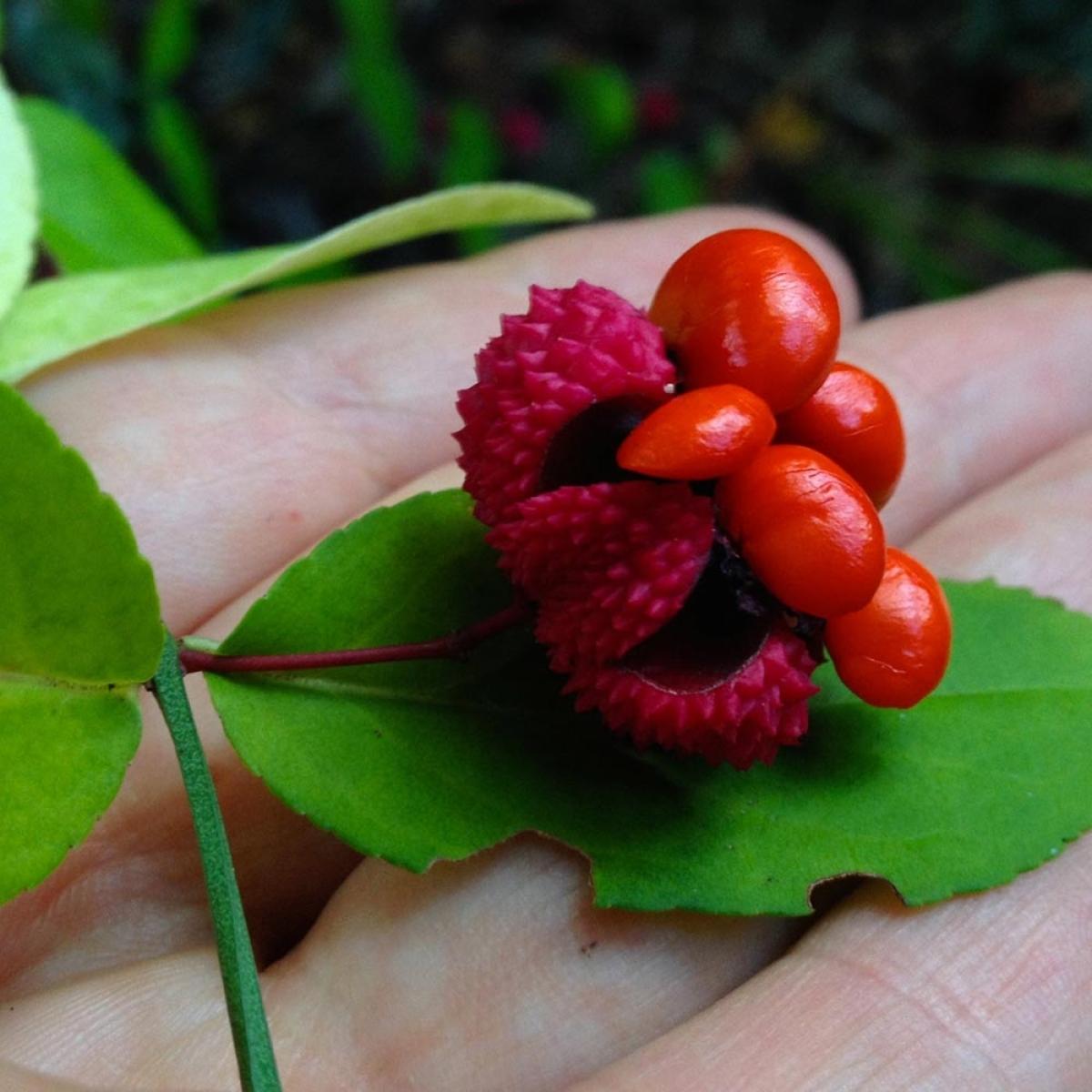 Euonymus americanus - Fusain américain - Arbuste caduc à fruits décoratifs