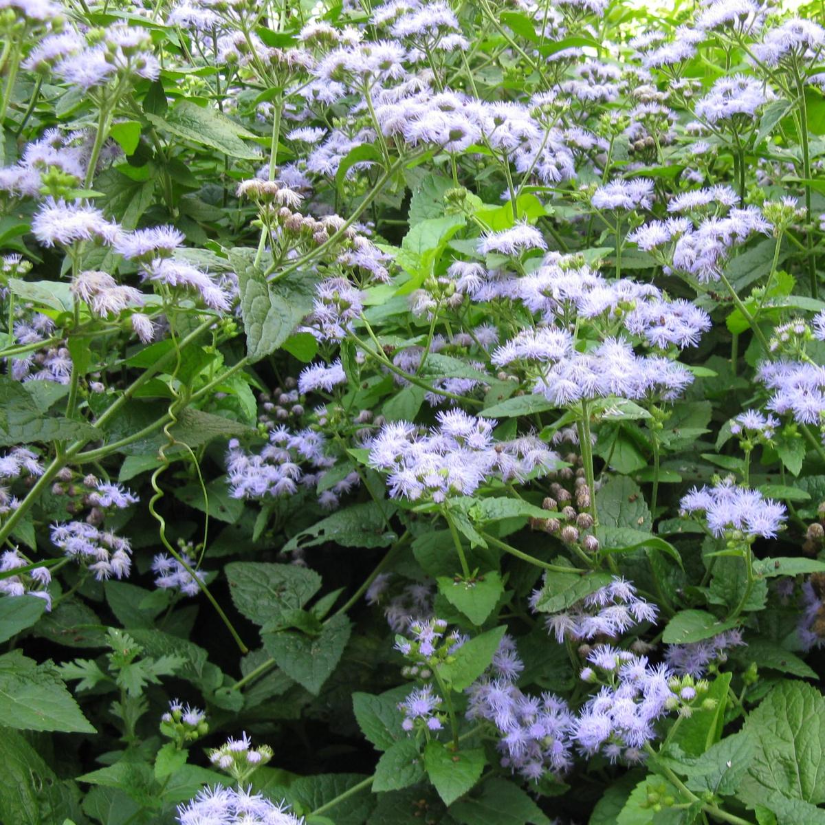 L'Eupatorium coelestinum, une solide et grande herbacée à floraison en ...