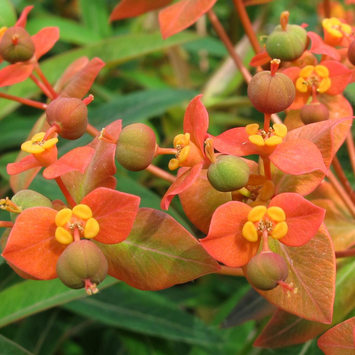 Euphorbia griffithii - Euphorbe de Griffith