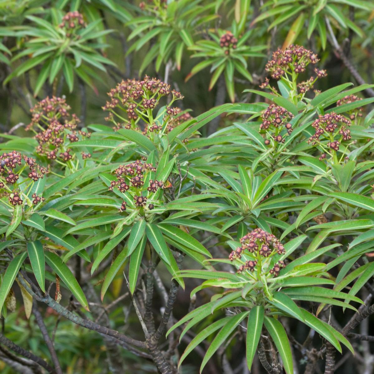 Euphorbe mellifère - Euphorbia mellifera - Une grande vivace au parfum ...