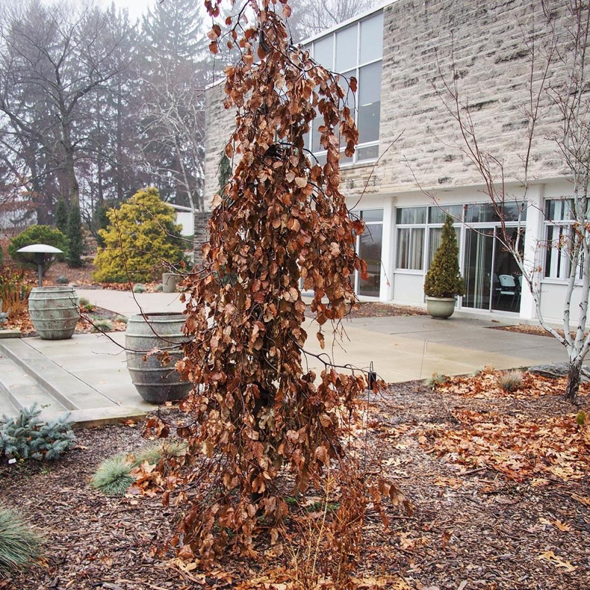 Fagus sylvatica Purple Fountain - Hêtre commun à port pleureur et à ...