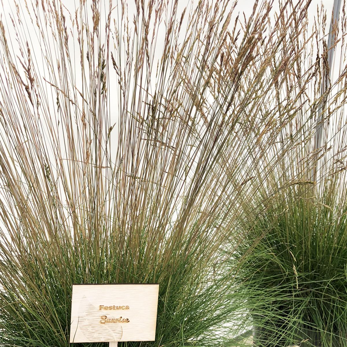 Festuca Sunrise - Fétuque - Graminée vivace à floraison orange cuivrée