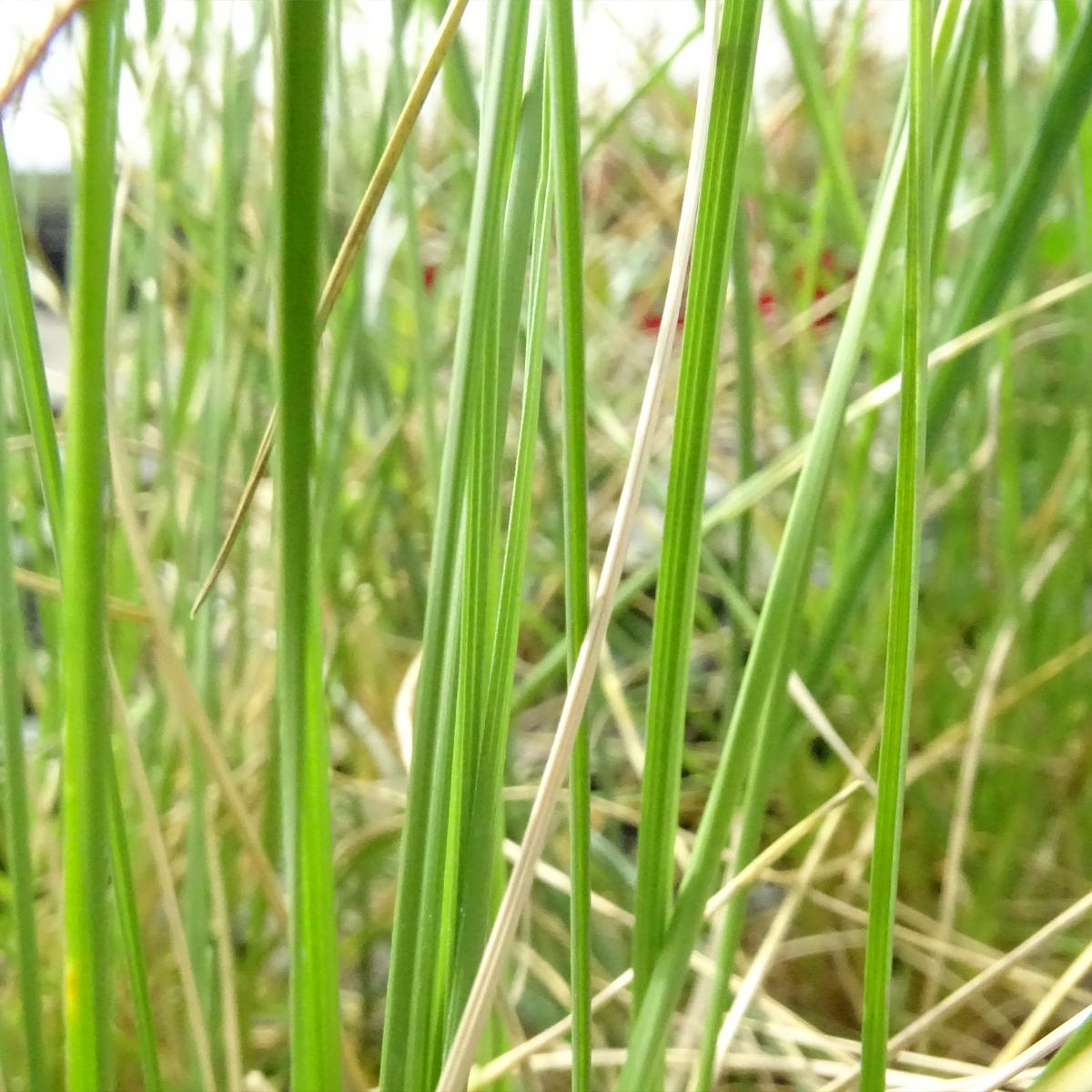 Festuca mairei – Fétuque - Une grande graminée vivace à feuillage gris-vert