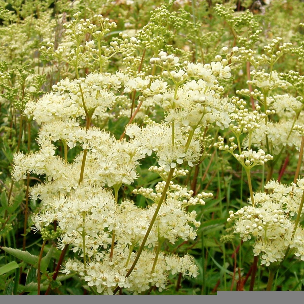 Filipendula ulmaria - Reine des Prés – Une vivace à fleurs crème