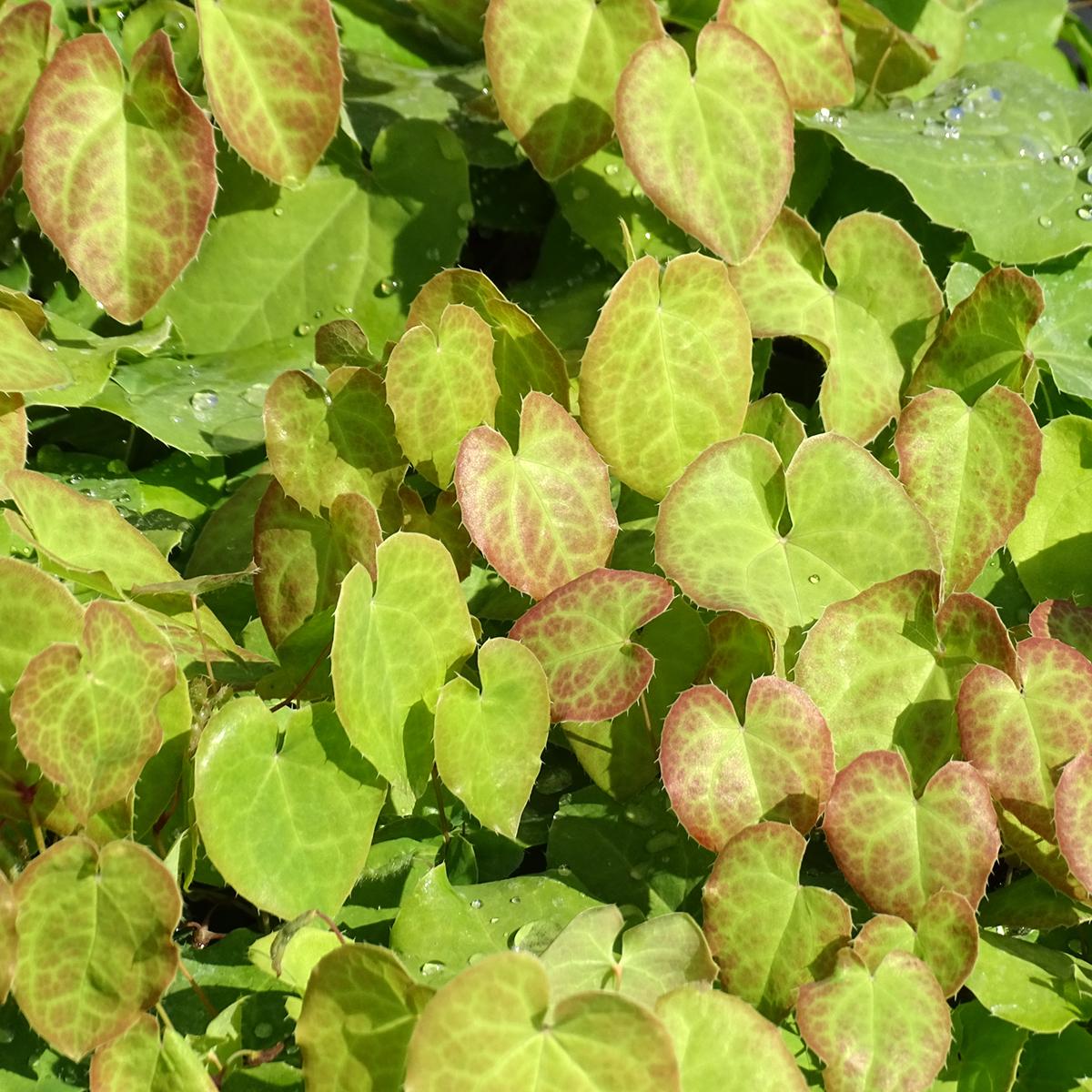 Epimedium pinnatum ssp colchicum - Fleur des Elfes jaune - Vivace ...