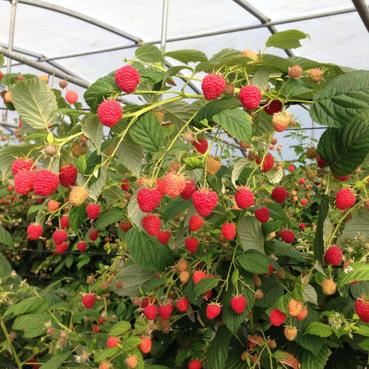 Framboisier Paris - Rubus idaeus remontant à gros fruits rouges
