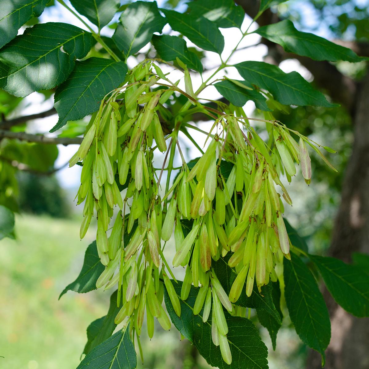 Fraxinus ornus - Frêne à fleurs ou Orne