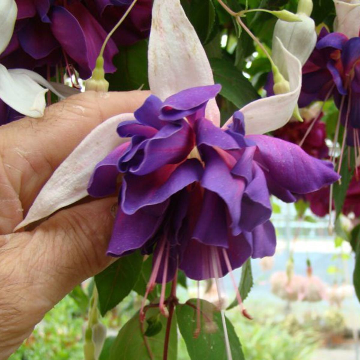 Fuchsia Deep Purple - Variété retombante aux grosses fleurs doubles ...