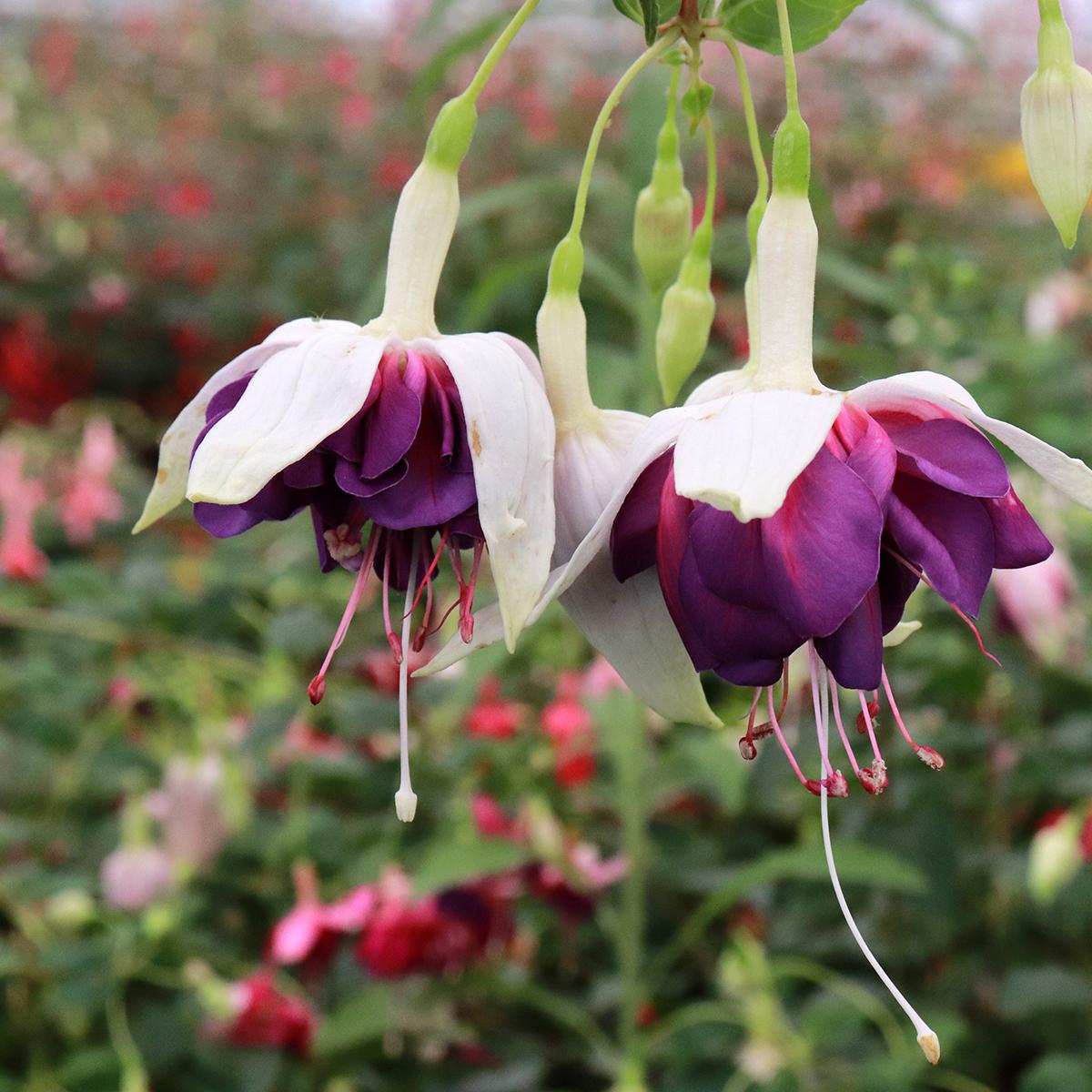 Fuchsia Deep Purple - Variété retombante aux grosses fleurs doubles ...