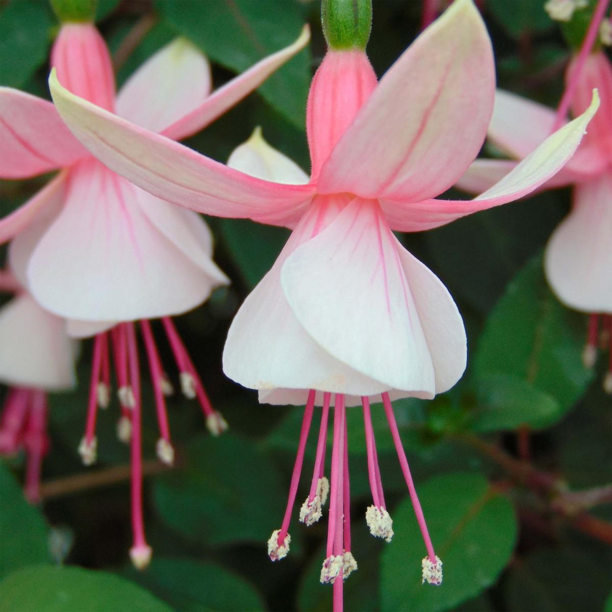 Fuchsia Elma-Hendricks - Variété semi retombante à fleurs rose pâle