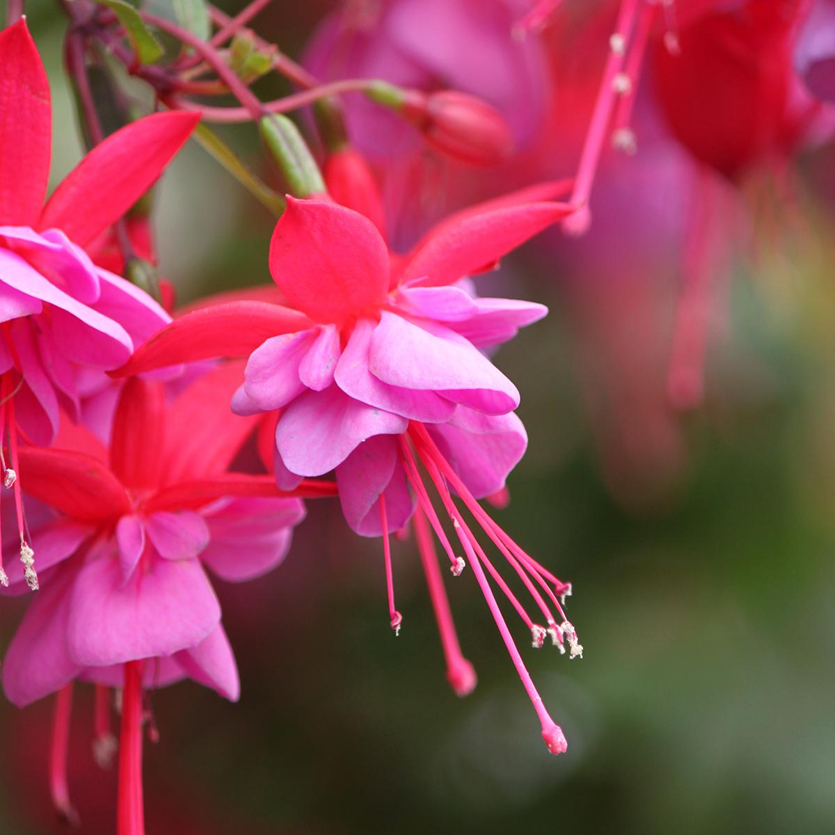 Fuchsia rustique Heidi Ann - Variété à fleurs rouge carmin et mauve