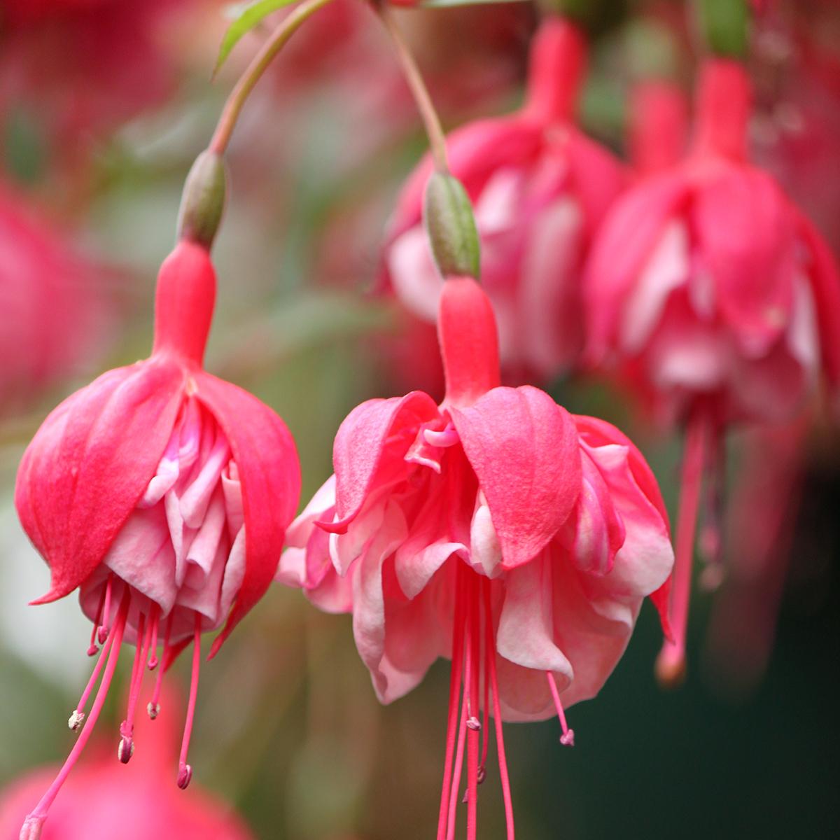 Fuchsia R.A.F - Vivace à fleurs doubles rouge-rosé