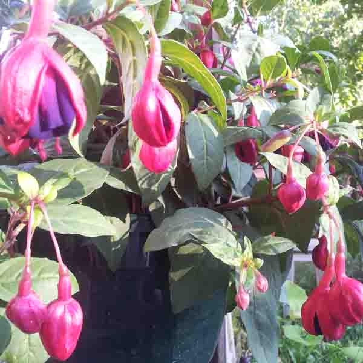 Fuchsia Maori Maid / Voodoo - fuchsia retombant géant de couleur rouge ...