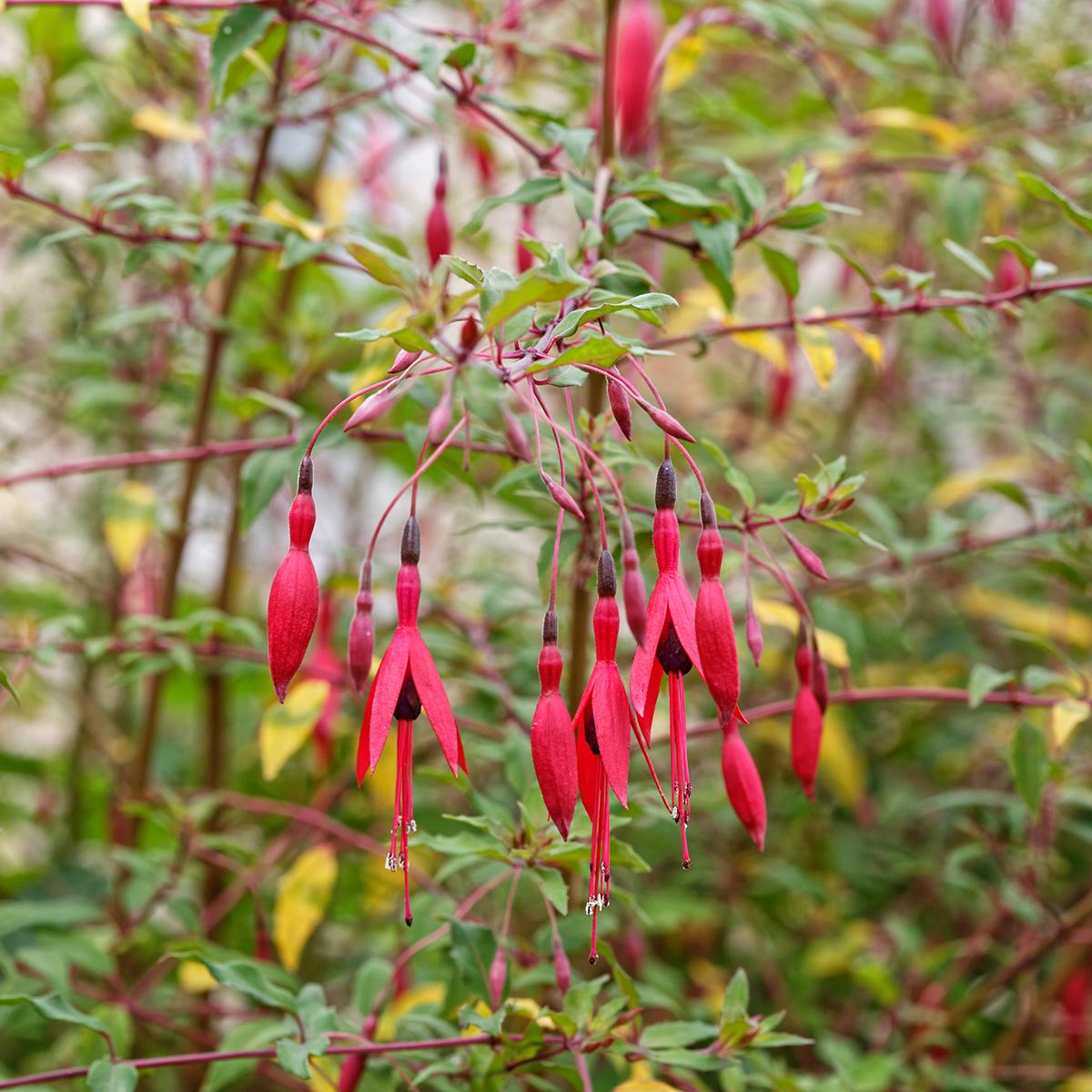 Fuchsia magellanica var. gracilis - Fuchsia de Magellan rouge et violet
