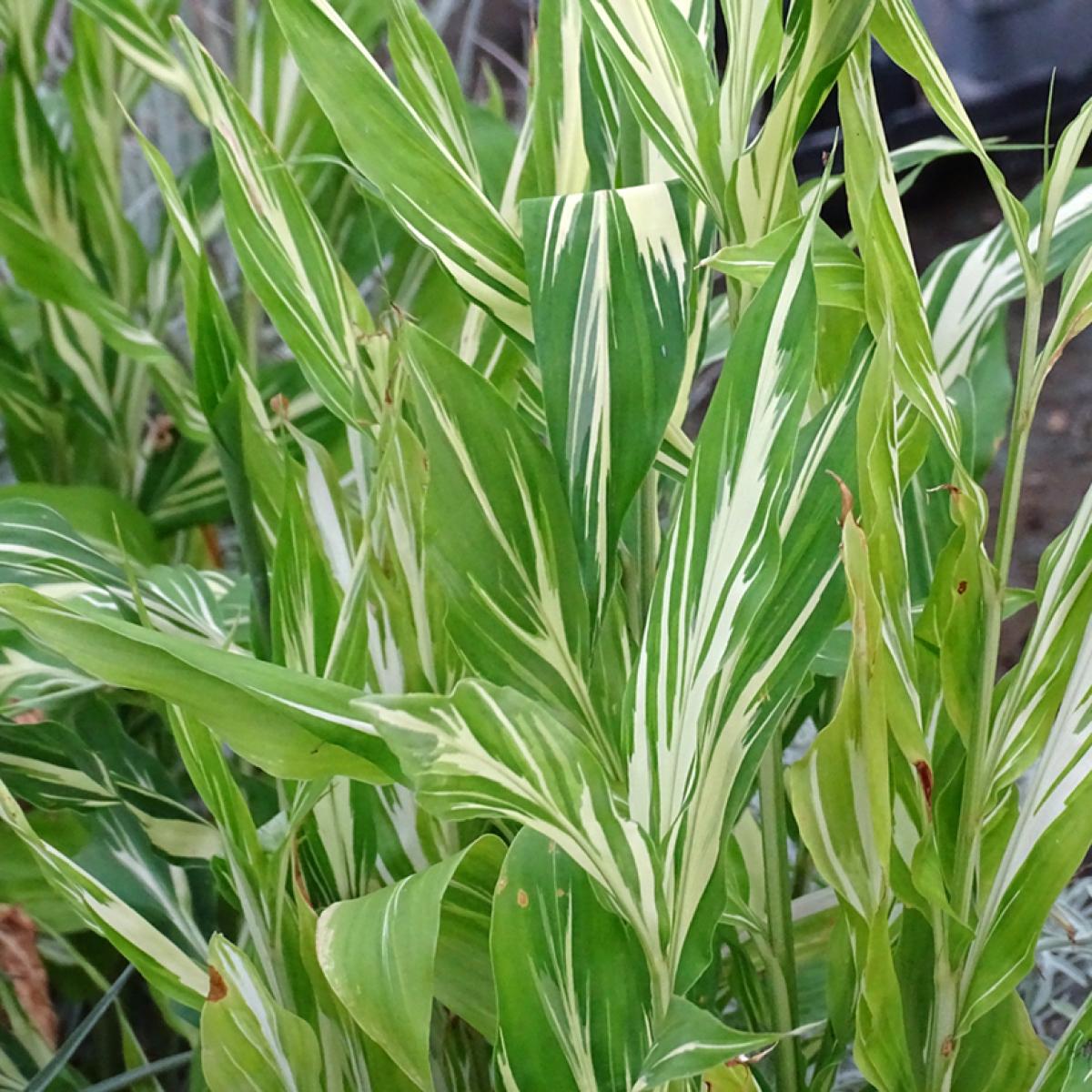 Zingiber mioga Dancing Crane - Gingembre du Japon panaché comestible et ...