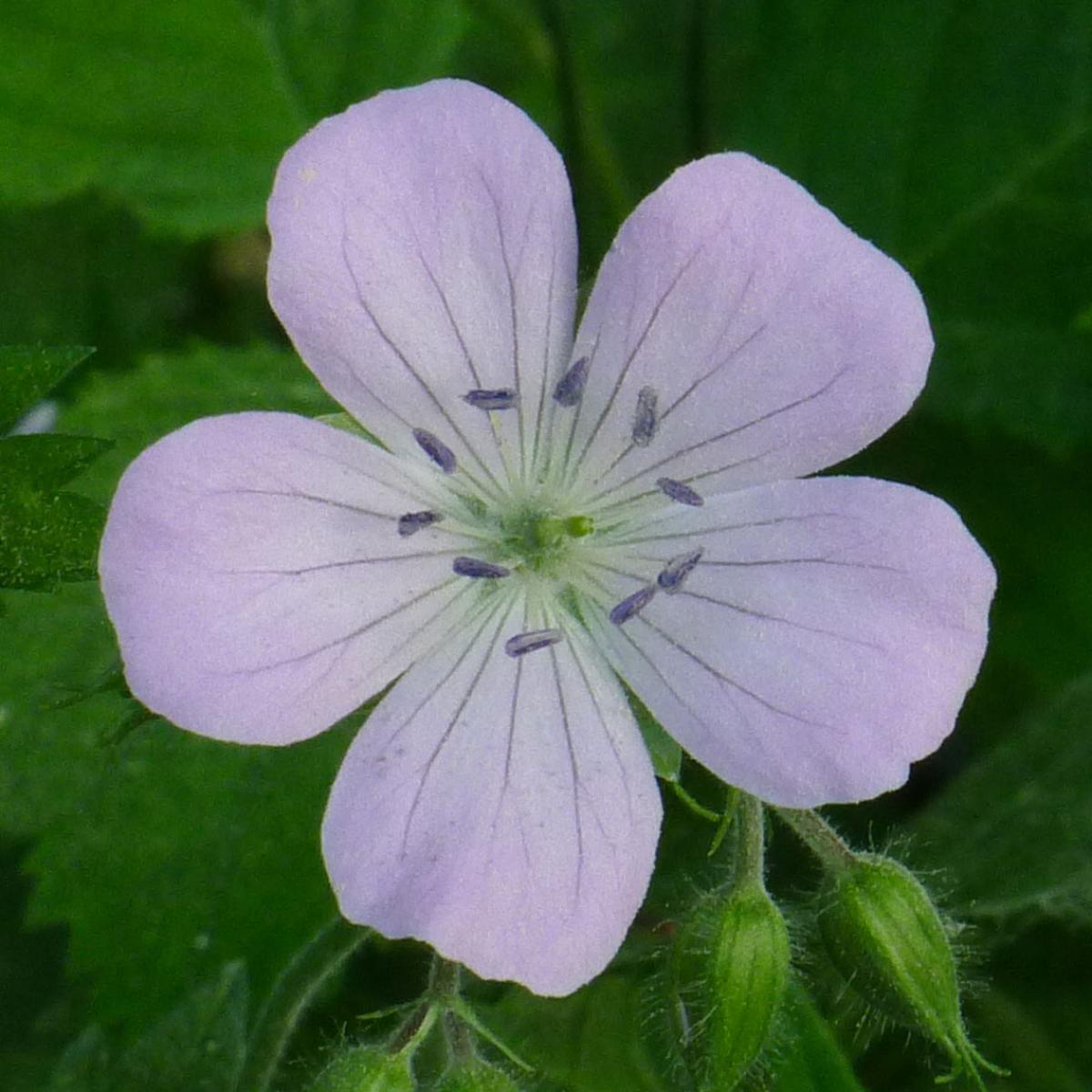 Geranium vivace maculatum Chatto - De délicates fleurs roses